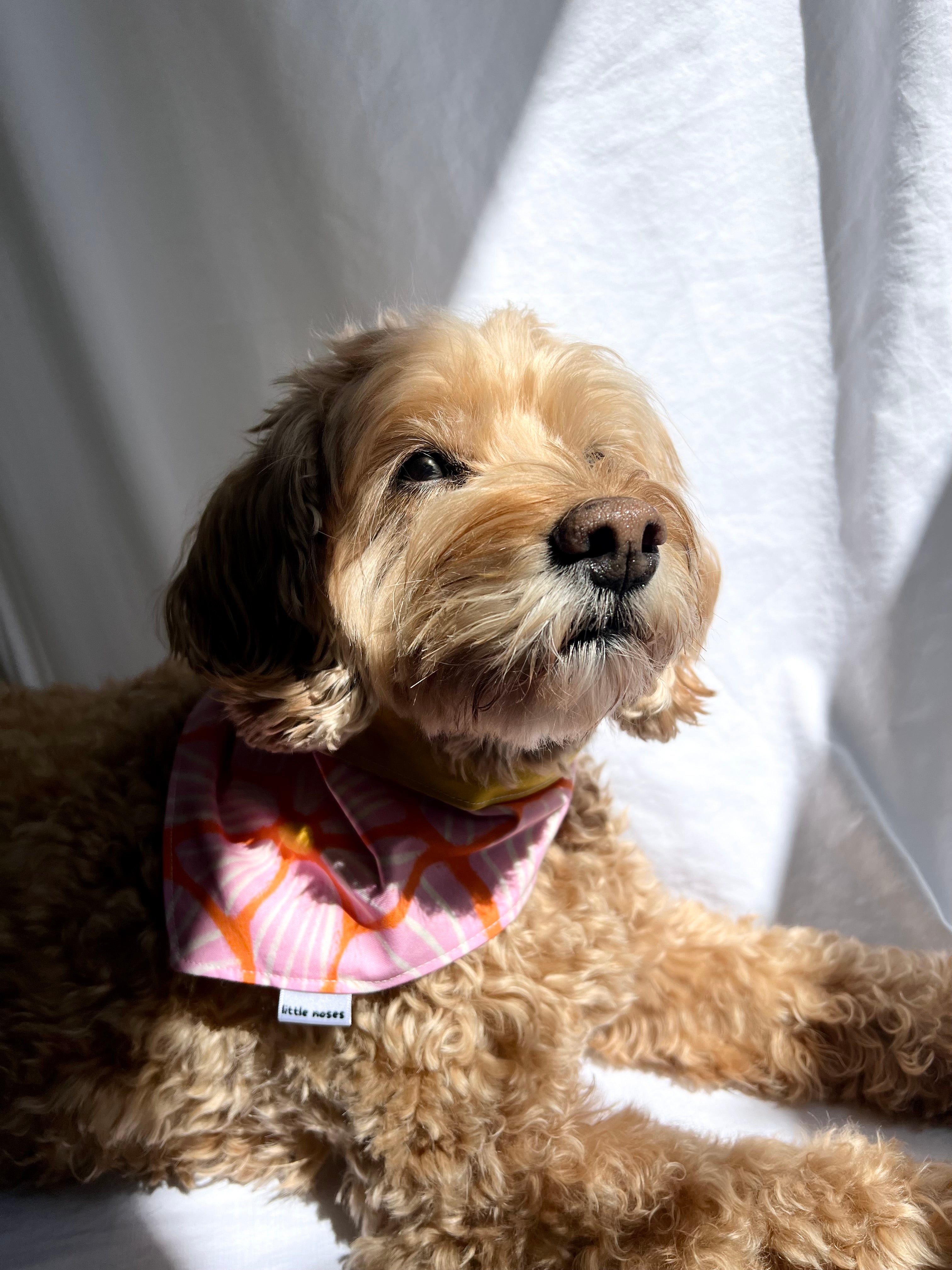 Little Noses Pet Boutique